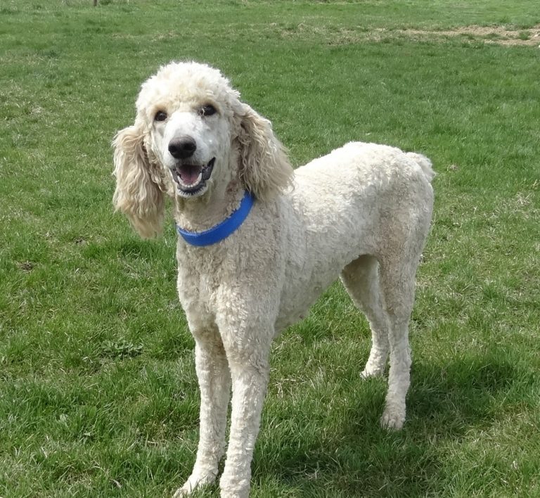 Frankie - Yankee Doodles and Poodles