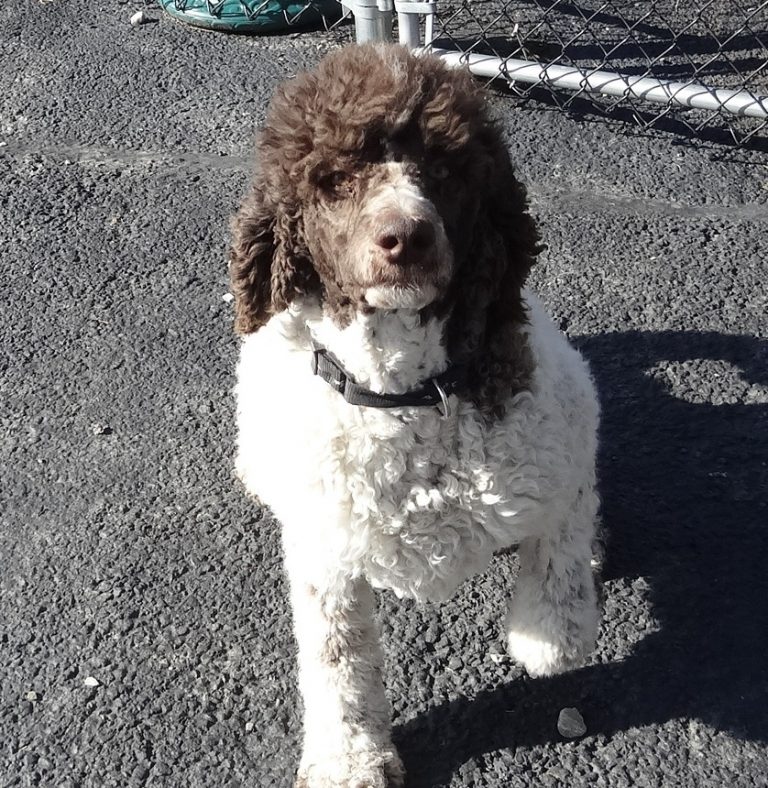 Yankeedoodle Livvie - Yankee Doodles and Poodles