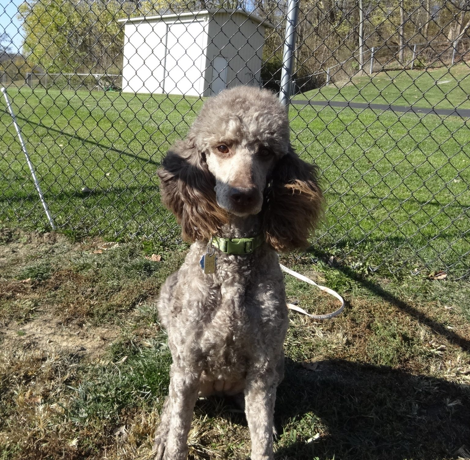 Yankeedoodle Twix - Yankee Doodles and Poodles